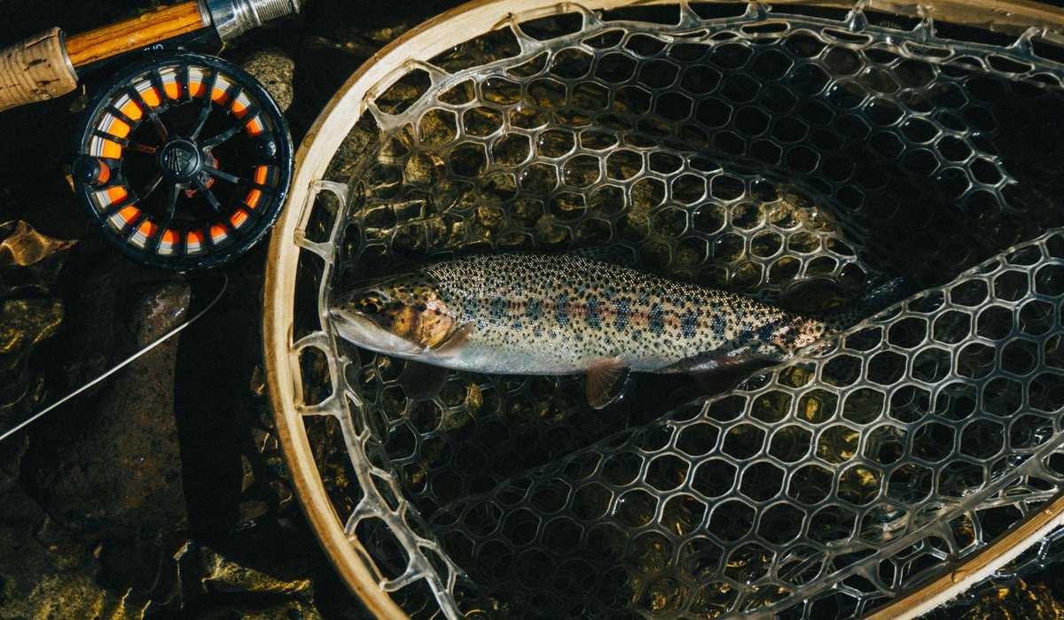 Flugfiske för nybörjare - Så börjar du fiska med fluga