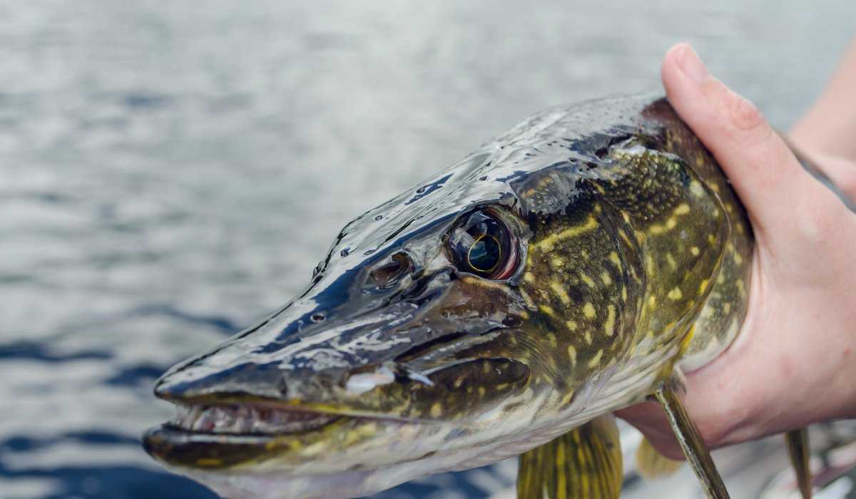 Fiska Gädda - Den ultimata guiden för gäddfiske