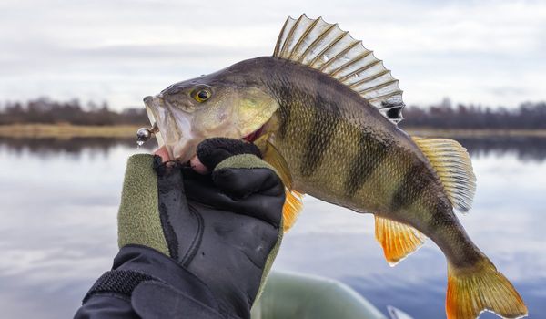 De 10 bästa fiskedragen för abborre - Bästa abborrbetena