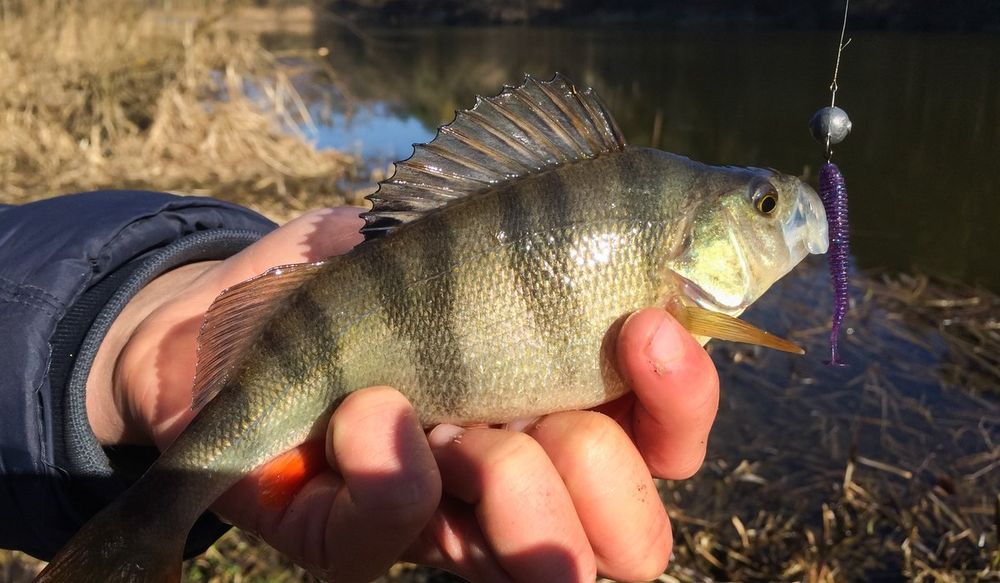 De 10 bästa fiskedragen för abborre - Bästa abborrbetena