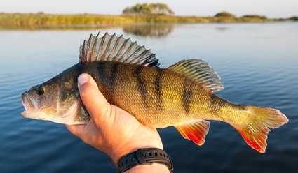 Fiska Abborre - Guide för abborrefisket