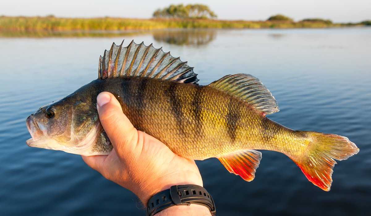 Fiska Abborre - Guide för abborrefisket