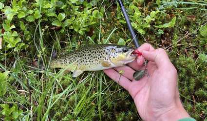 Fiska i Norge: Ta Del av Skandinaviens Guldgruva!